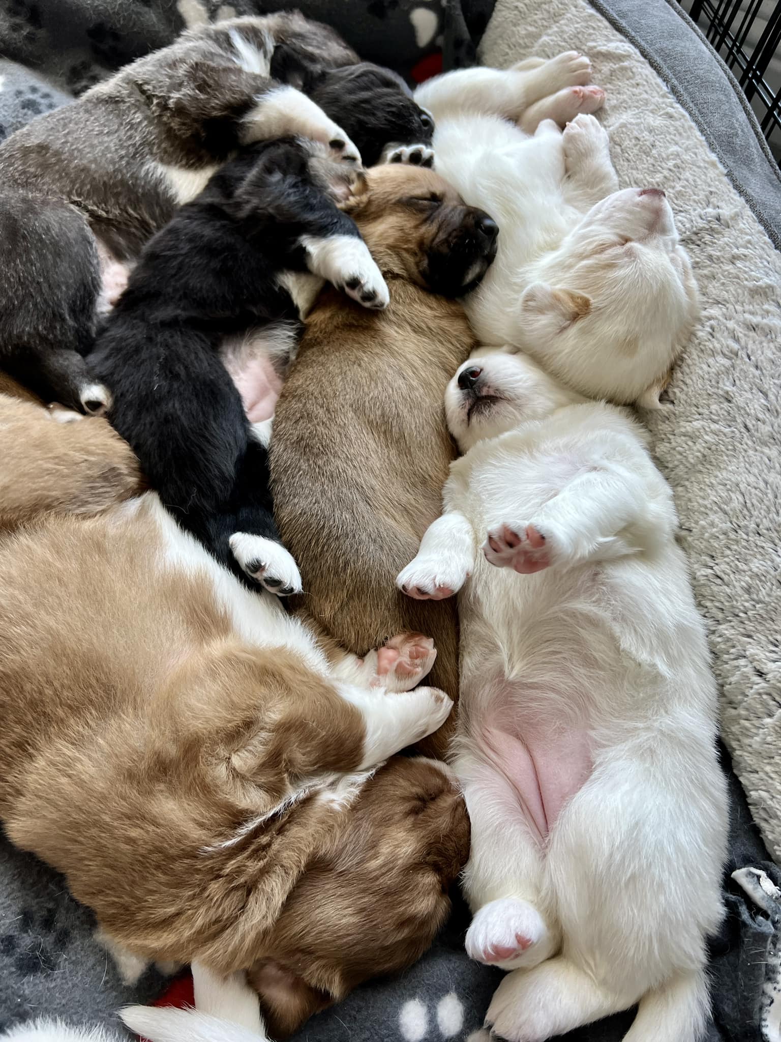 Adopt a Dog in Dallas – Dallas Street Dog Advocates Adoptable Pets
